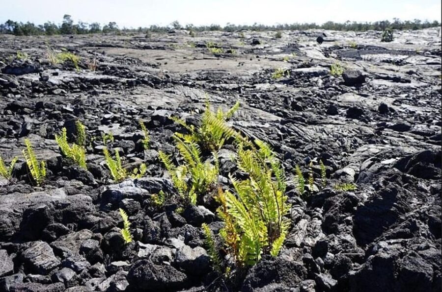 Big Island Hawaii Volcano Day tour from Oahu and Hotel PU - What the Tour Means for You