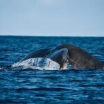 Big Island, Hawaii Whale Watching Tour - Key Points