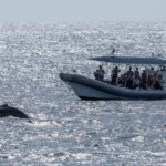 Big Island: Kona Super Raft Whale Watch - Itinerary Breakdown: What to Expect