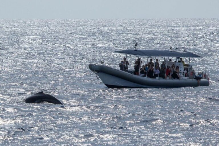 Big Island: Kona Super Raft Whale Watch - Itinerary Breakdown: What to Expect