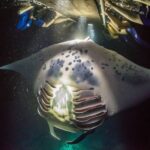 Big Island: Night Swim with Manta Ray with Hot Chocolate - The Real Value for Travelers