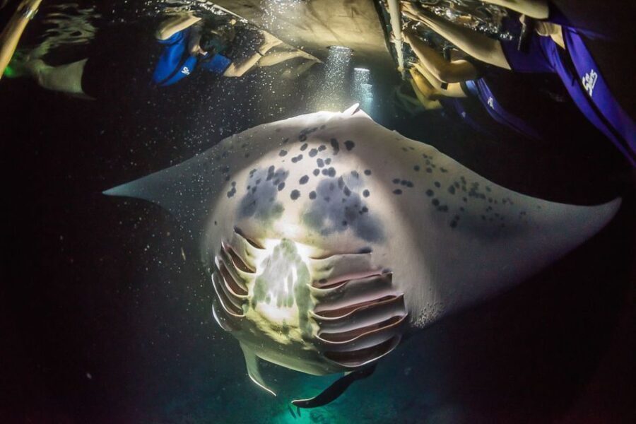 Big Island: Night Swim with Manta Ray with Hot Chocolate - The Real Value for Travelers