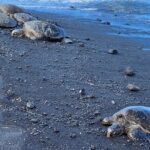 Big Island Tour of East to West - Who Will Love This Tour?