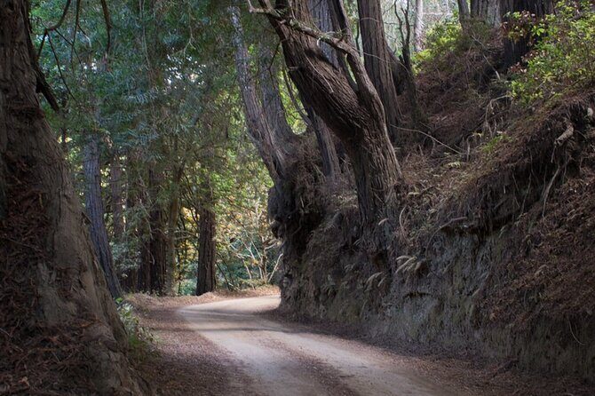 Big Sur Electric Bike Tour Along Old Coast Road - Frequently Asked Questions