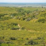 Bike & Wine tour in Dealu Mare wineland - The Stops: From Conacul Bellu to Vineyards