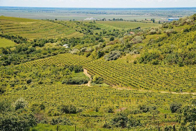 Bike & Wine tour in Dealu Mare wineland - The Stops: From Conacul Bellu to Vineyards