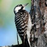 Birding and Wildlife Tour of Florida's Treasure Coast - The Sum Up