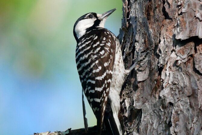 Birding and Wildlife Tour of Florida's Treasure Coast - The Sum Up
