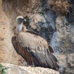 Birding Costa del Sol Day tour - Sierra de Las Nieves: Biodiversity at a Mediterranean Reservoir