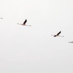 Birdwatching Boat Tour so close to Lisbon - The Sum Up