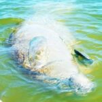 Blue Springs Manatee Tours & Wildlife Adventure Orlando - Itinerary Breakdown: What to Expect