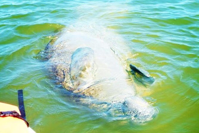 Blue Springs Manatee Tours & Wildlife Adventure Orlando - Itinerary Breakdown: What to Expect