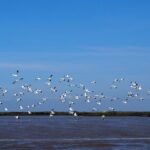 Boat Tour - Bird Observation in the Tejo Nature Reserve - Why This Boat Tour Stands Out