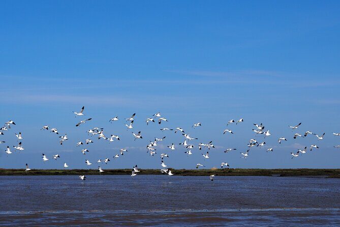 Boat Tour - Bird Observation in the Tejo Nature Reserve - Why This Boat Tour Stands Out