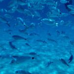 Boat Tour to Sella del Diavolo: Snorkeling, GoPro & Beer - A Closer Look at the Experience