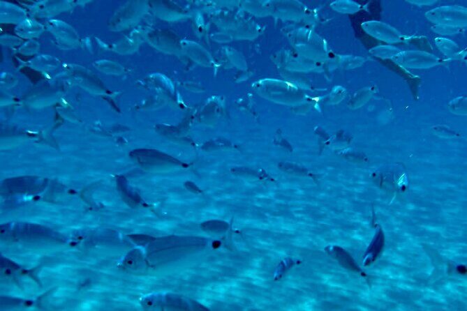 Boat Tour to Sella del Diavolo: Snorkeling, GoPro & Beer - A Closer Look at the Experience