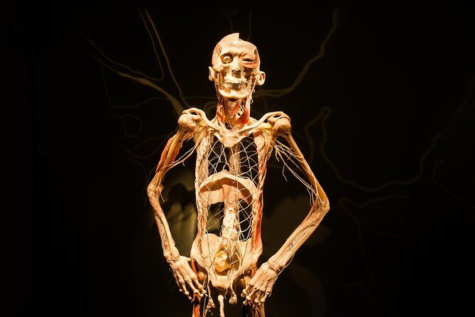 Bodies The Exhibition at the Luxor Hotel and Casino - Navigating the Itinerary and Experience