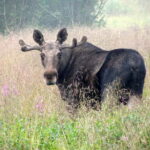 Bodø: Moose Safari Tour - Why This Tour Stands Out
