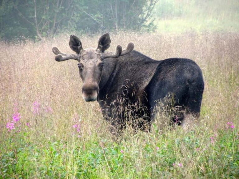 Bodø: Moose Safari Tour - Why This Tour Stands Out