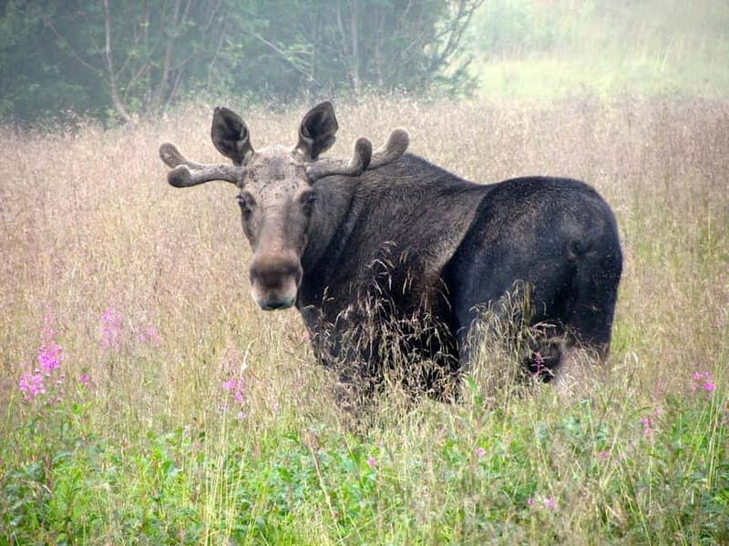Bodø: Moose Safari Tour - Why This Tour Stands Out