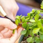 Bonsai Class in San Francisco: Make & Take Home a Bonsai Tree! - Who Will Enjoy This Class?