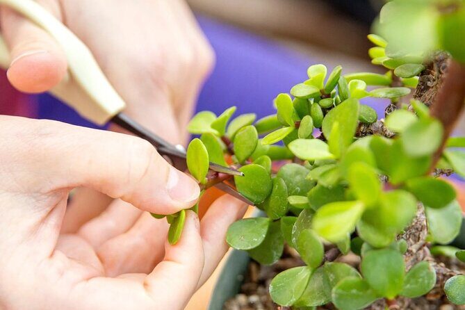 Bonsai Class in San Francisco: Make & Take Home a Bonsai Tree! - Who Will Enjoy This Class?