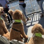 Boston: Scenic Harbor Cruise (Dog-Friendly) - What Makes This Cruise Special?