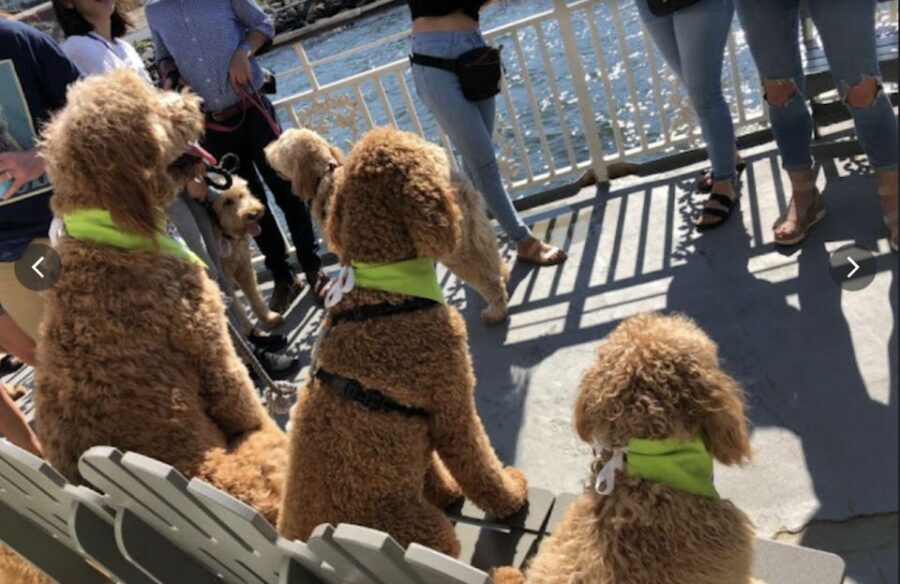 Boston: Scenic Harbor Cruise (Dog-Friendly) - What Makes This Cruise Special?