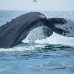 Boston Whale Watching Cruise by High-Speed Catamaran - A Practical Overview of the Experience