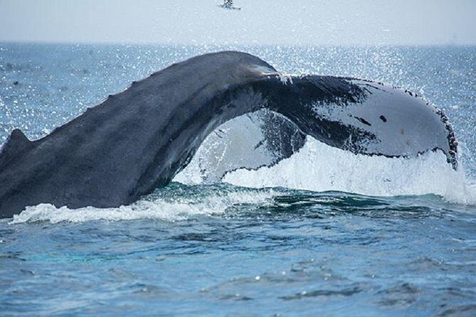 Boston Whale Watching Cruise by High-Speed Catamaran - A Practical Overview of the Experience