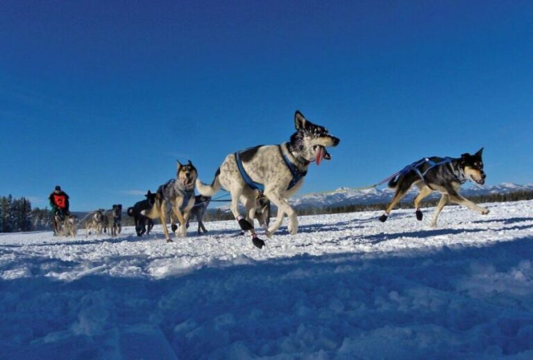 Bozeman: 6 Day Yellowstone Winter Wonderland Tour - Yellowstone in Winter: What to Expect