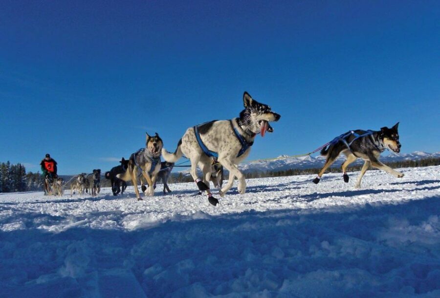 Bozeman: 6 Day Yellowstone Winter Wonderland Tour - Yellowstone in Winter: What to Expect