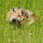 Bozeman: Yellowstone & Grand Teton National Park with Hotel - What Makes This Tour Stand Out?
