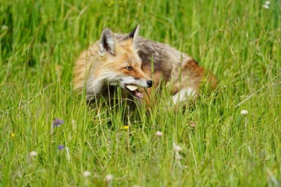 Bozeman: Yellowstone & Grand Teton National Park with Hotel - What Makes This Tour Stand Out?