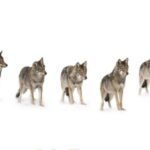 Bozeman: Yellowstone Wolves and Winter 4Day/3Night Adventure - What’s Included and What to Expect