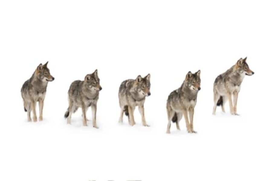 Bozeman: Yellowstone Wolves and Winter 4Day/3Night Adventure - What’s Included and What to Expect