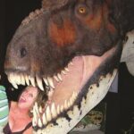 Branson Dinosaur Museum Admission Ticket - The Verdict: Who Will Love It?