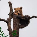 Brasov: Bears Sanctuary, Rasnov Fortress, Bran Castle GUIDED Tour - A Detailed Breakdown of the Itinerary and Experience