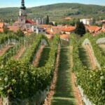 Bratislava: 6,5-Hour Carpathian Wine Tour and Tasting - Is It Worth It? Analyzing the Value