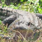 Brazos Bend Wildlife and Nature Tour - Who Will Love This Tour?