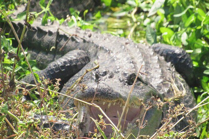Brazos Bend Wildlife and Nature Tour - Who Will Love This Tour?