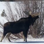 Breckenridge Ultimate Full Day Mountain Tour from Denver - Key Points
