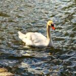Brooklyns Oasis: Audio Guide to Prospect Park - In-Depth Insights and Practical Tips