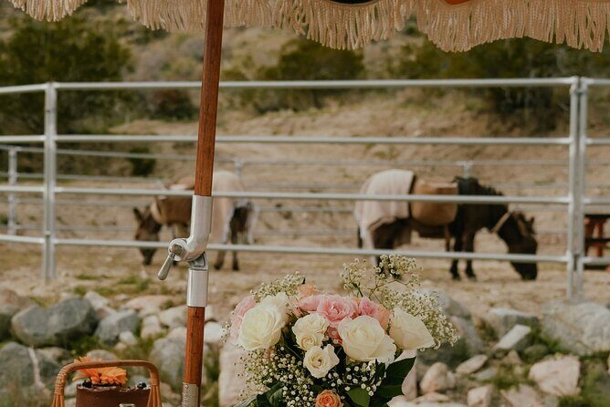 Brunch with Mini Rescue Burros in Southern California - What to Expect: A Detailed Look at the Itinerary
