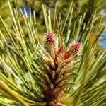 Bryce Canyon National Park: Guided E-Bike Tour - What’s Included and What to Consider