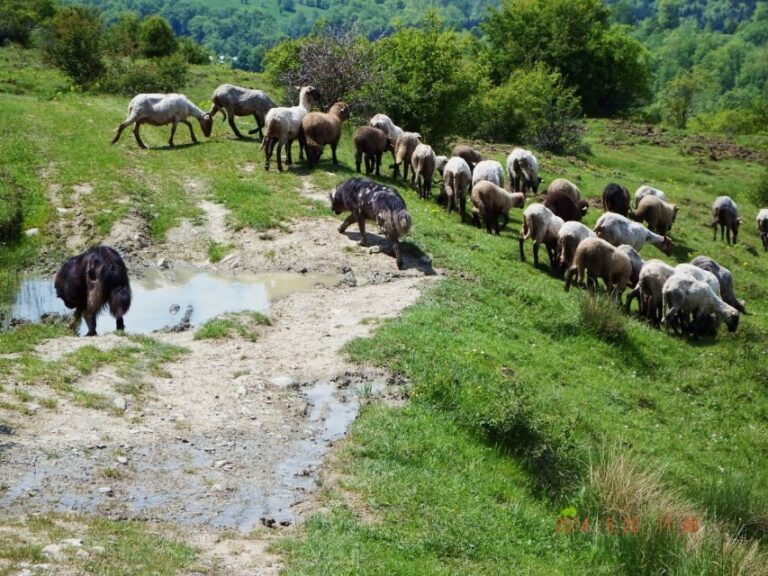 Bucharest: Slanic Salt Mine & Carpathian Mountains Day Tour - Who Should Consider This Tour?