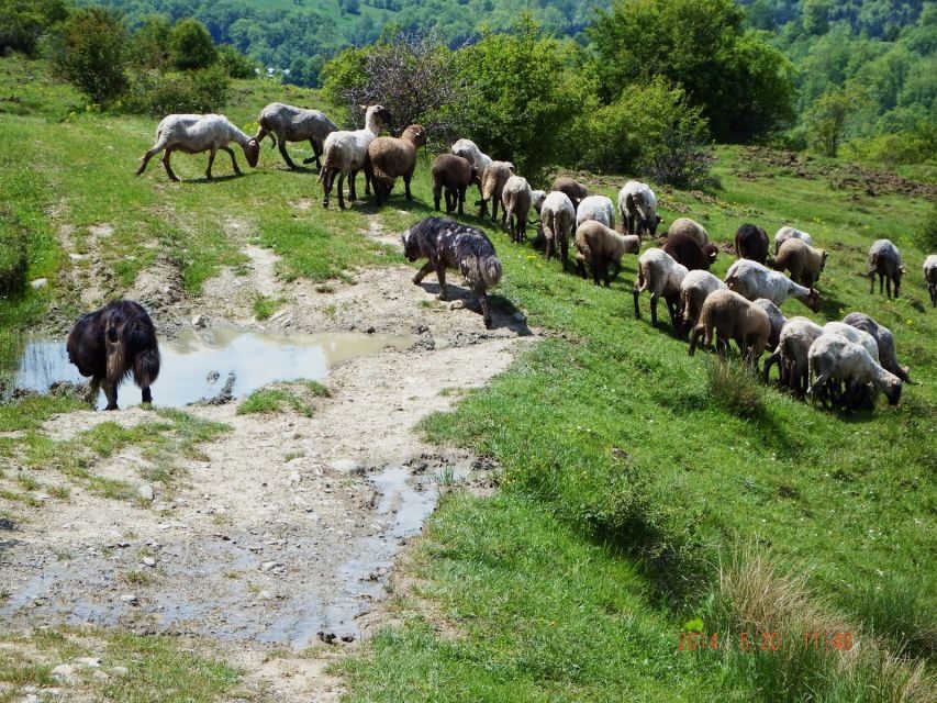 Bucharest: Slanic Salt Mine & Carpathian Mountains Day Tour - Who Should Consider This Tour?