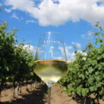 Bucharest: Taste the Magic of Wine in Romanias Tuscany - La Certa Winery: Modern Innovation Meets Award-Winning Wines