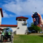 Bucharest: Tour The Wine Road, 2 Boutique Wineries in 1 Day - Who Will Love This Tour?