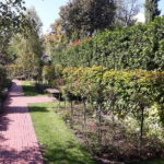 Budapest: Best Gardens Walking Tour & Hungarian Folk Music - Margaret Island: The Heart of Budapest’s Greenery